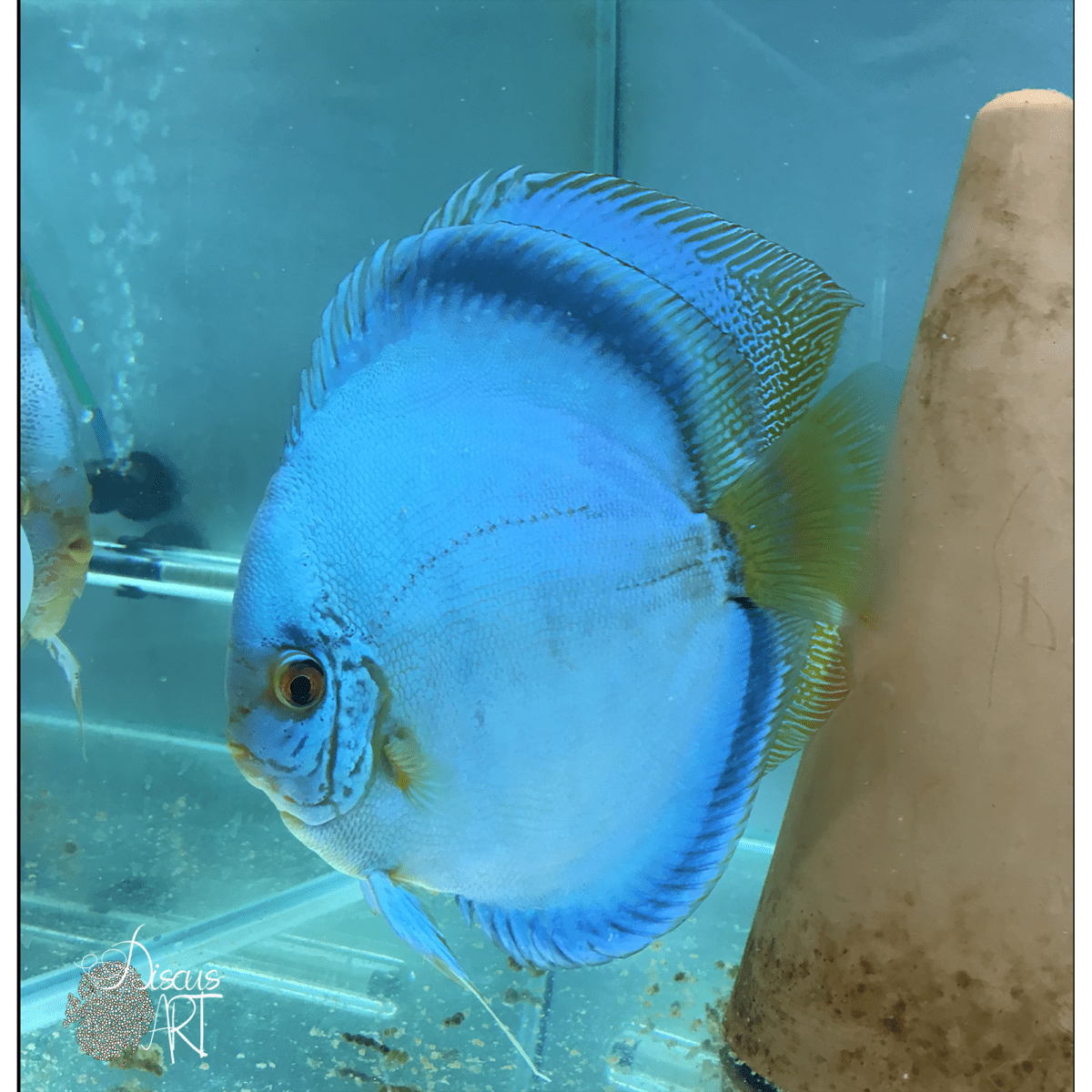 D. Art Grade - DiscusArt