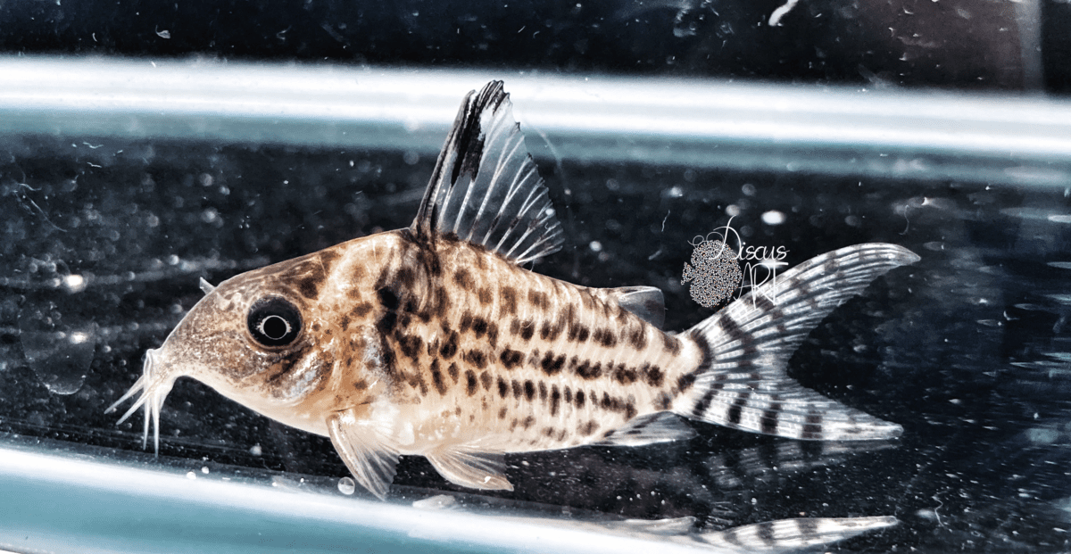 Corydoras - DiscusArt
