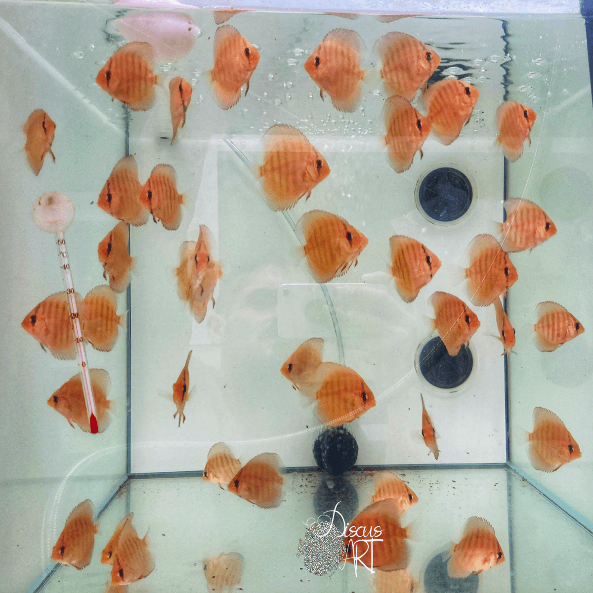 Curipera - Pez Disco - DiscusArt