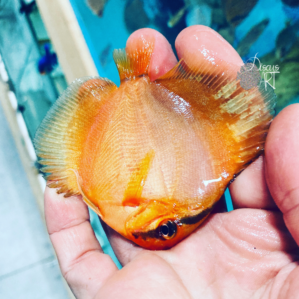 Ghost - Peces Disco - DiscusArt